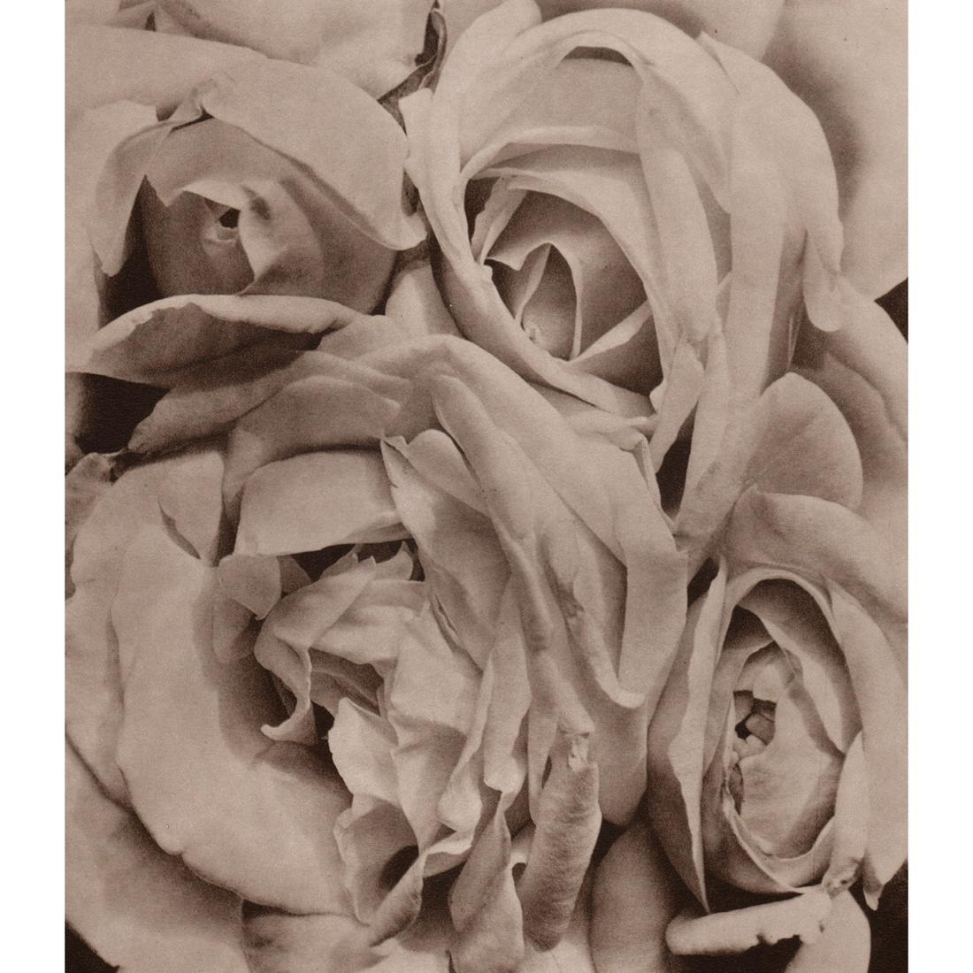 TINA MODOTTI - Roses, 1925 - Sep 10, 2019 | Jasper52 in NY
