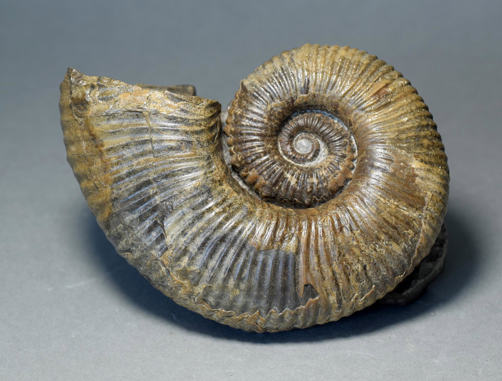 Fine Australian ammonite - Australiceras jackii - Nov 26, 2019 ...