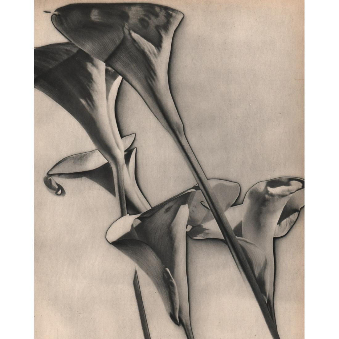 Man Ray Calle Lilies