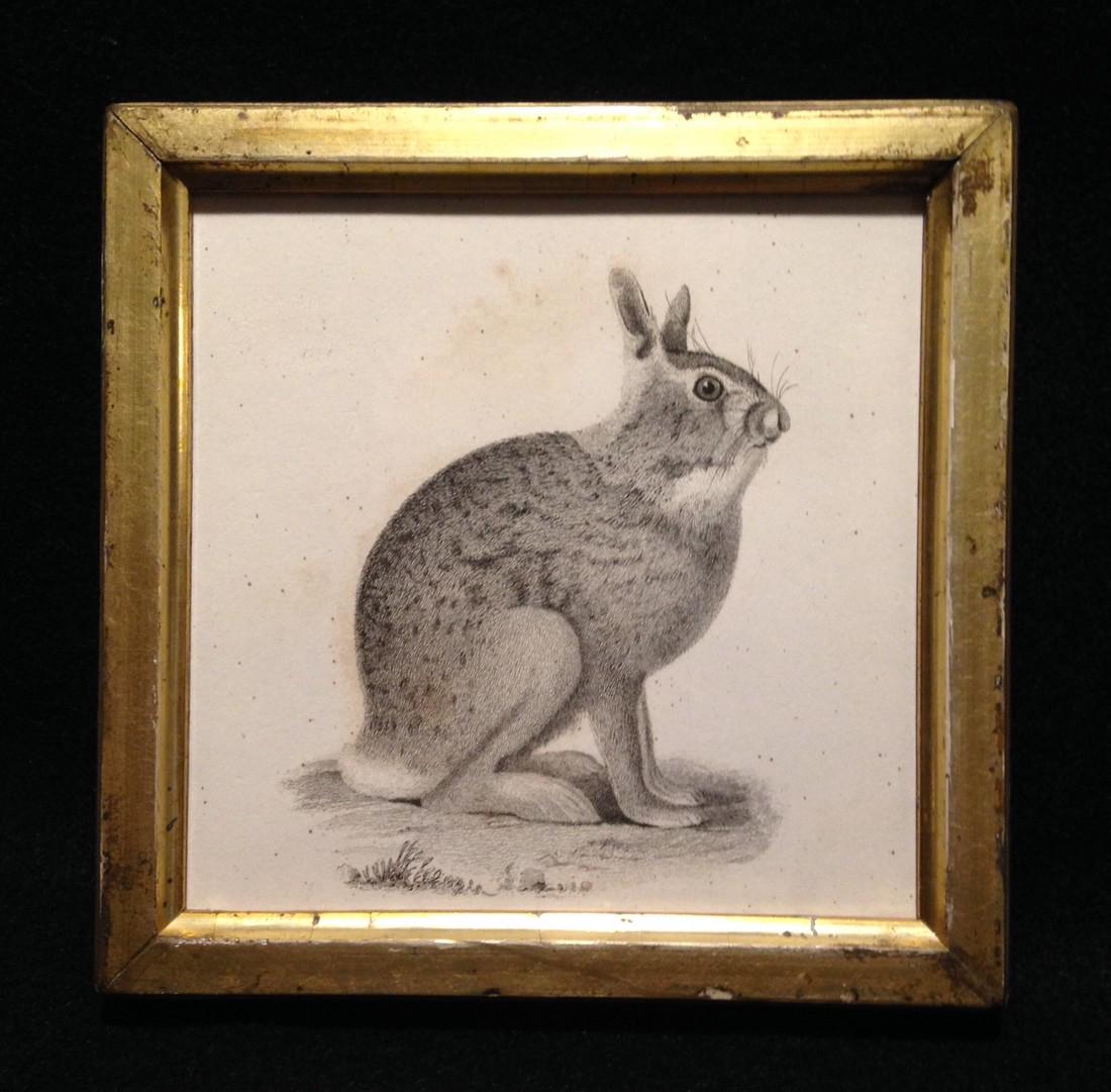 Early 1800's rabbit engraving - May 07, 2020 | Jasper52 in NY