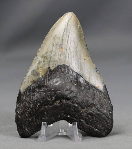 Big Megalodon Tooth