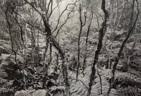 Ansel Adams, Ferns, Near Kilauea Crater, Hawaii Volcanoes National Park ...