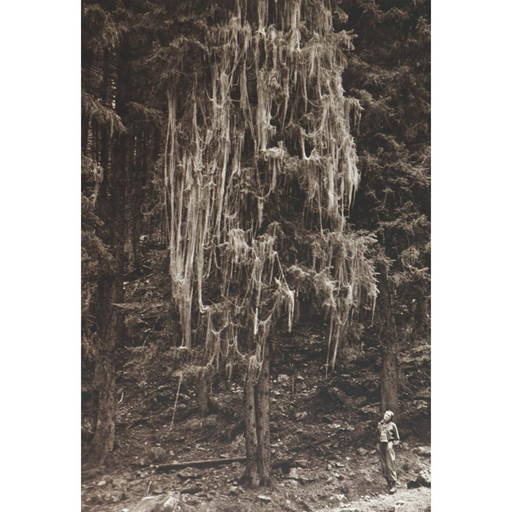 Dr. V. J. Stanek A Spruce Tree Draped In Lichen