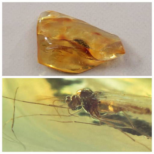 17g Baltic amber stone fossil insects, inclusions fly - Feb 02, 2021 ...