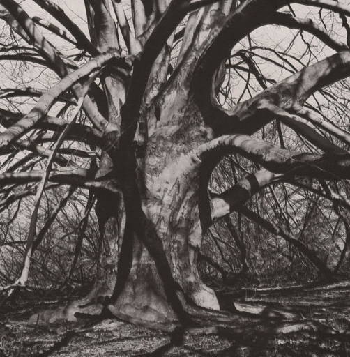 Buy BARBARA MORGAN - Beech tree IV, ca1945 | Jasper52 in NY