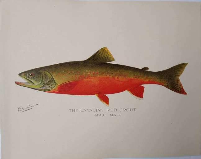 Canadian Red Trout