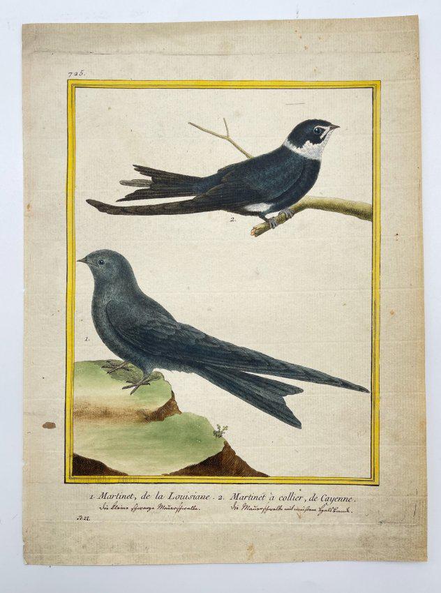 Francois Nicolas Martinet (French, 1731 - 1800) - Bird Print - Common ...