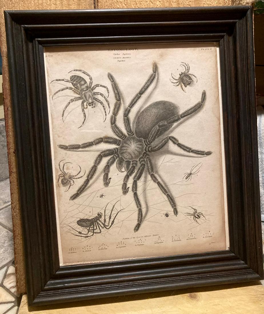 Early 1800’s spiders engraving - Sep 29, 2022 | Jasper52 in NY