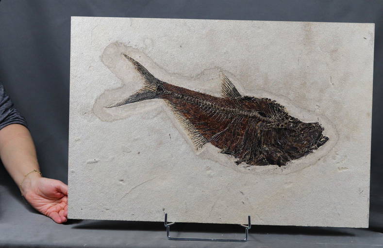 Outstanding fossil fish with many details well centered on big slab ...