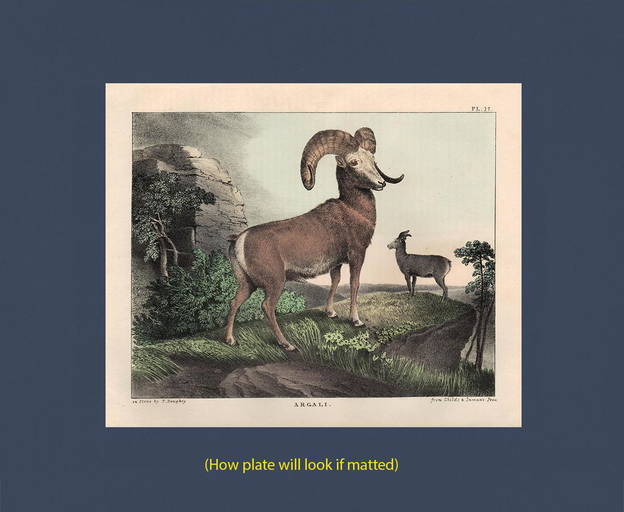 Buy Scarce 1st ed. Doughty hand-colored American Argali, 1830 ...