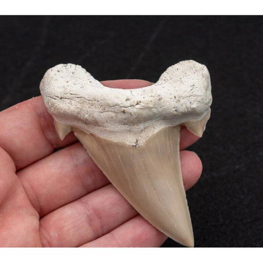 Buy Fossil shark tooth megalodon dino relics genuine rare | Jasper52 in NY