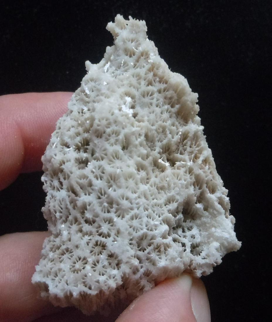 CORAL FOSSIL - Dec 27, 2022 | Jasper52 in NY