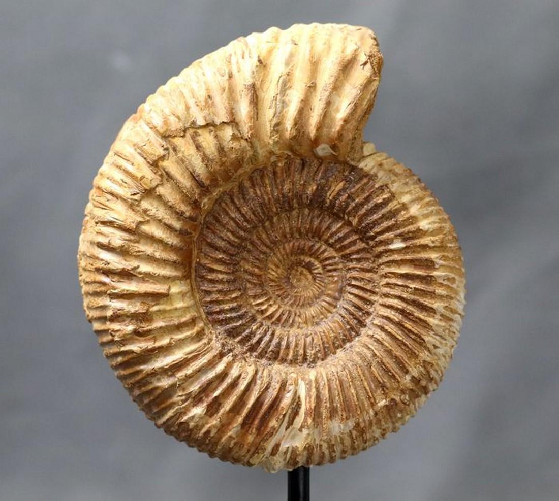 Fine Ammonite - Mounted on elegant iron stand - Kranaosphinctes (#0002 ...