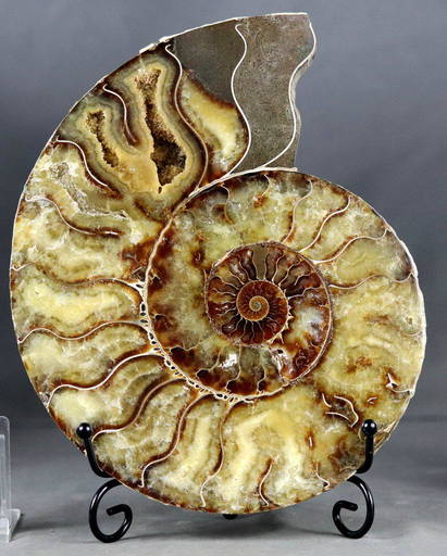 Huge- Finest quality Ammonite slice - Cristal clusters - - Breathtaking ...