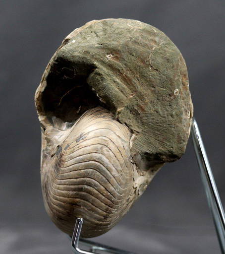 Outstanding nautiloid with ribs - With preserved ribbed shell and free ...