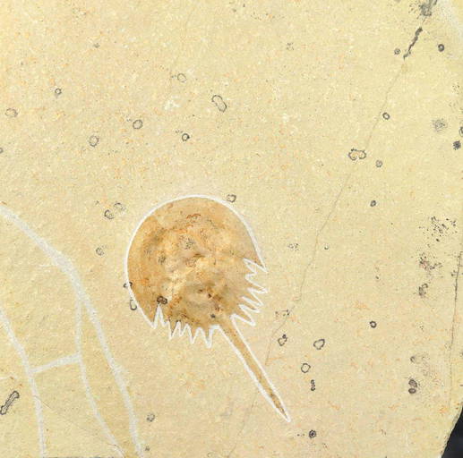 Nice Fossil limulus - - from Solnhofen - From high grade collection ...