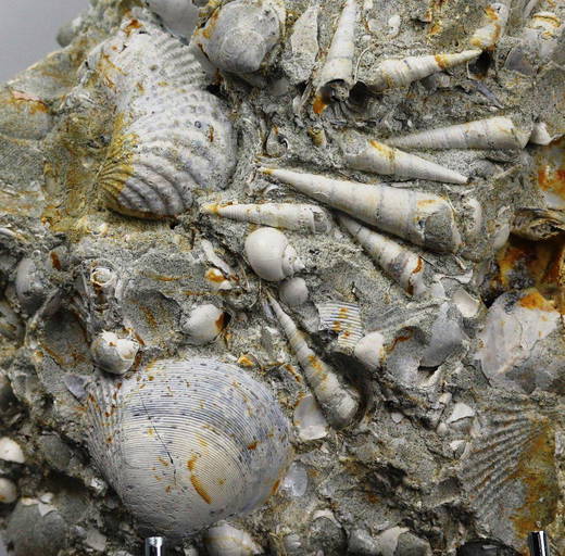 Cretaceous shell graveyard - Trigonia and other shells - Myophorella ...