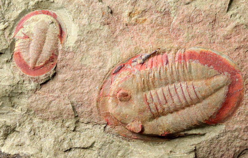 Finest quality trilobite fossil - Natural double - Outstanding - Well ...