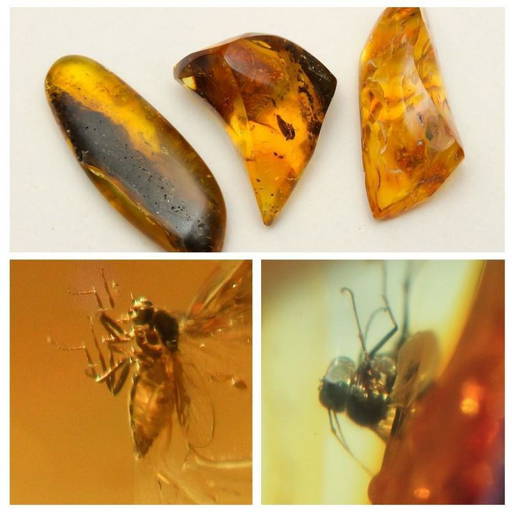 Buy 45g Inclusions in natural Baltic amber, insects Fly (Diptera) for ...