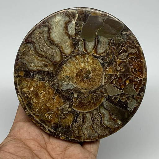 Fossil coaster ammonite round disc reliquiae natural (#0085) on Jan 10 ...