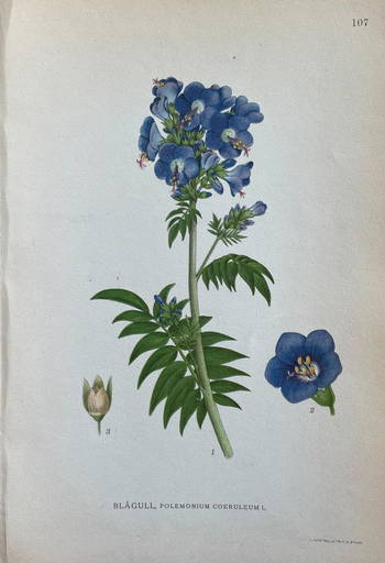 Vintage Botanical Print Set Of 4 Prints Jacob's Ladder Hedge Bindweed ...
