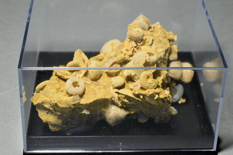 Silicified Fossils On Natural Limestone Matrix