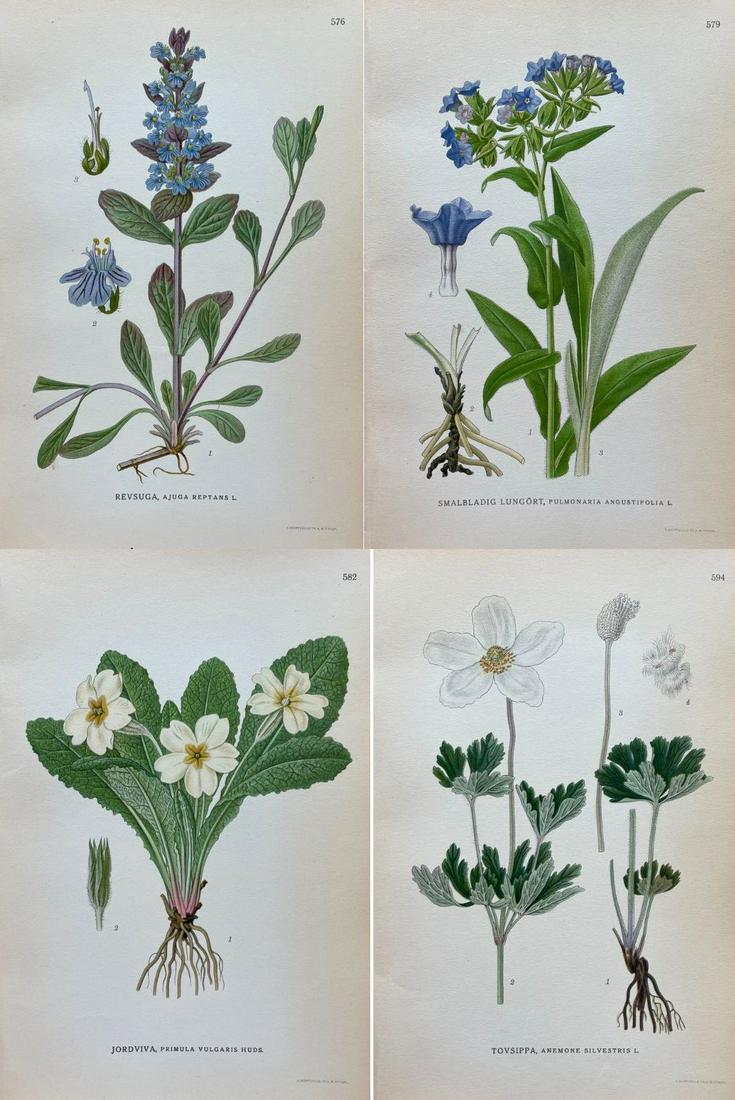 Vintage Botanical Print Set Of 4 Prints Bugleherb Pulmonaria ...