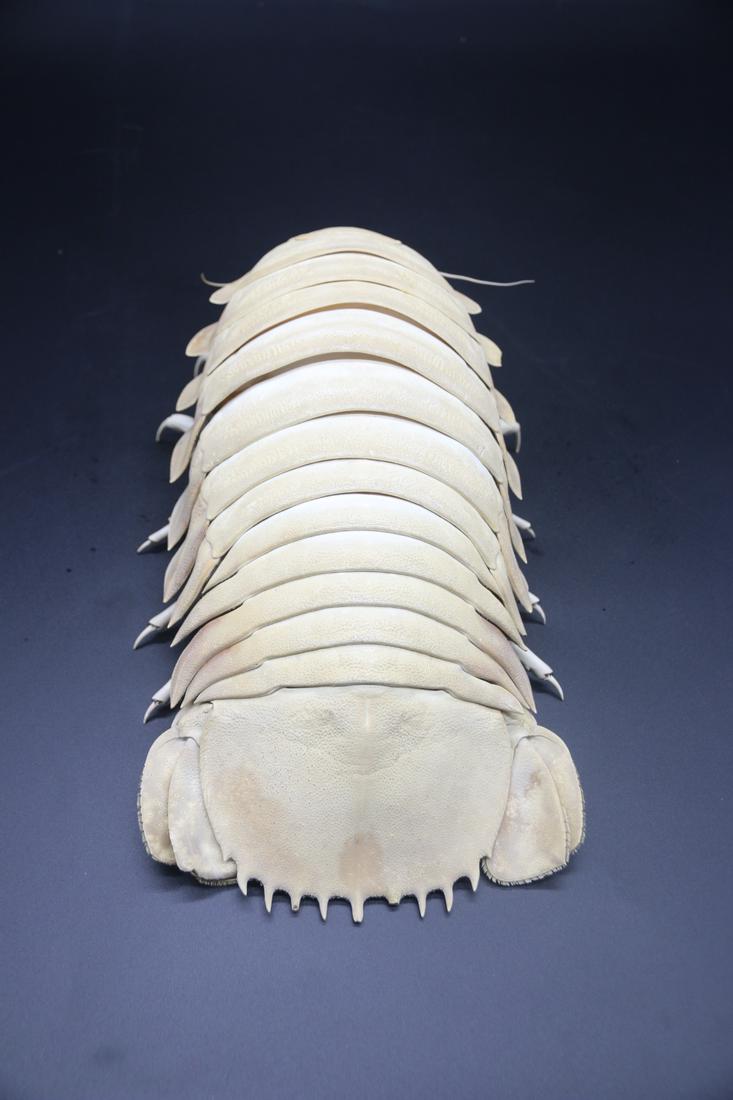 Buy 37cm Large Deep Sea Giant Isopod Taxidermy (Bathynomus) | Jasper52 ...