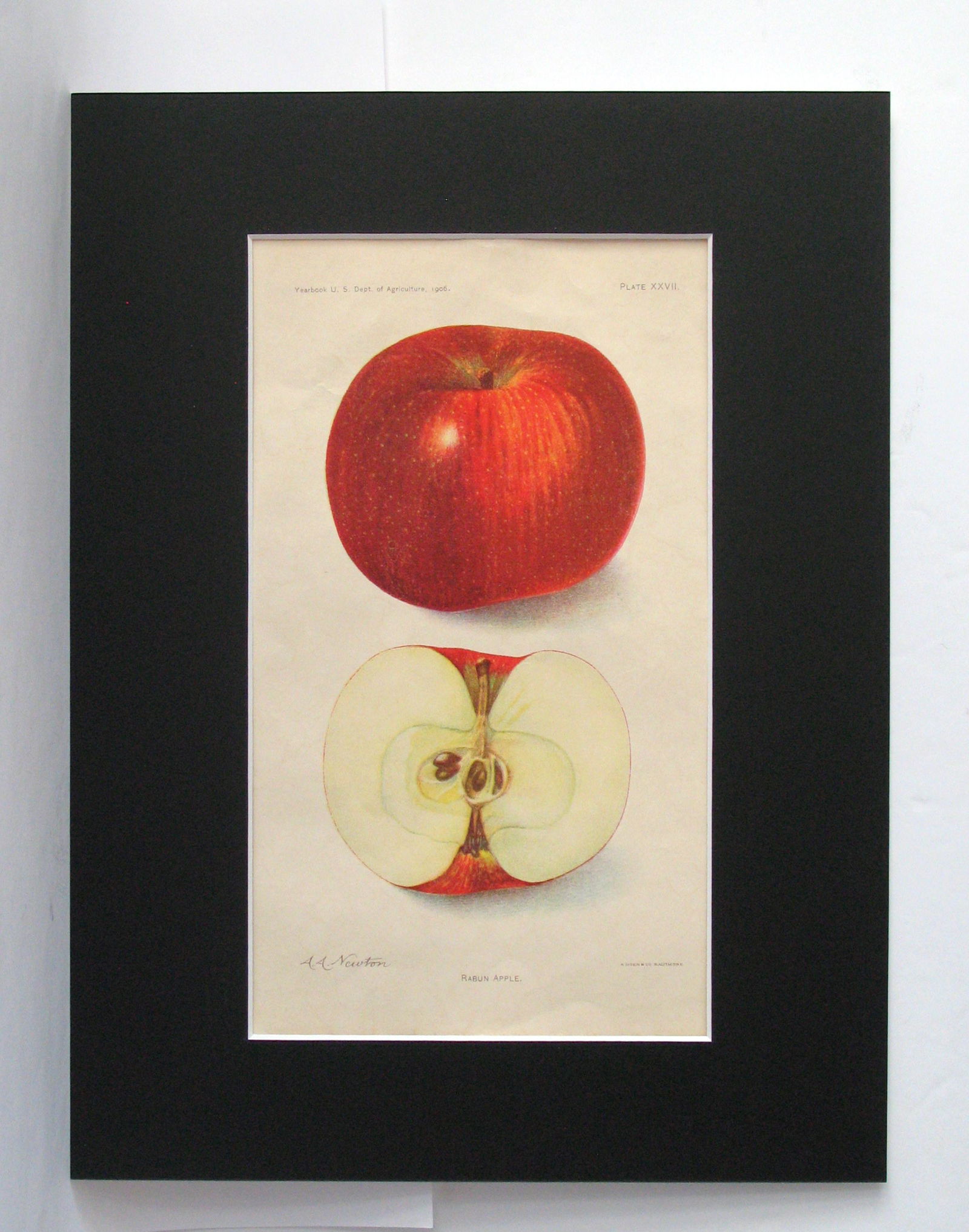 Antique Colored Fruit Print
