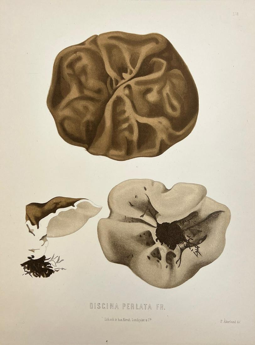 Antuque Print Mushroom Art Discina Perlata Elias Magnus Fries Sweden