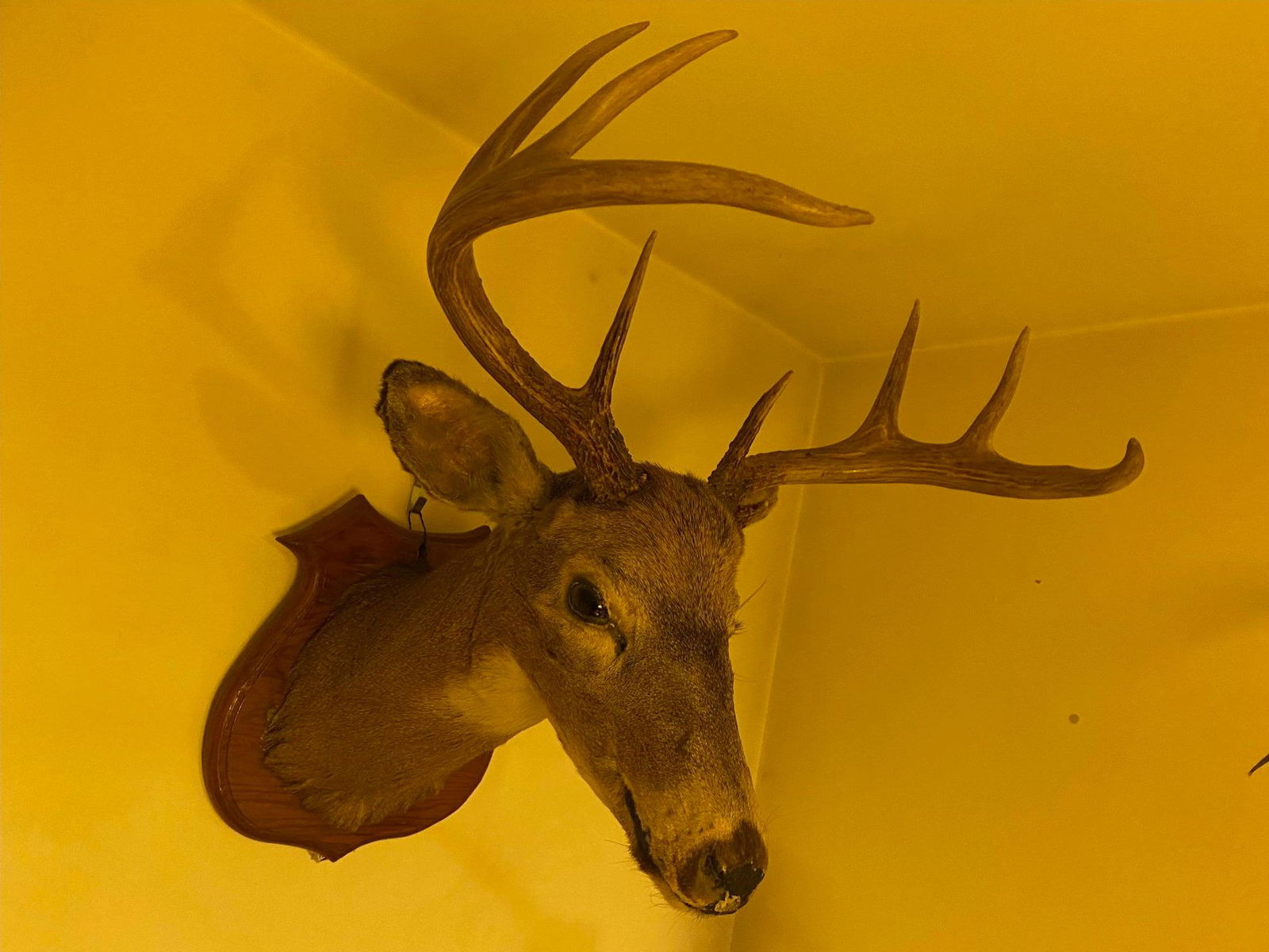Whitetail 8 Point Deer Neck Mount Taxidermy