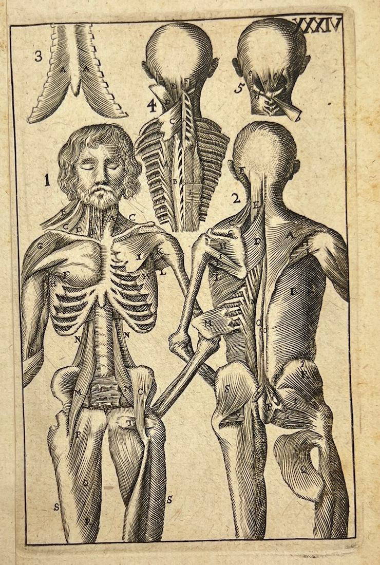 Antique Anatomy Print - Human Skeleton - Plate Xxxiv - Philip Verheyen ...