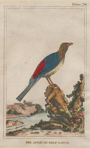 1812 Copperplate Of African Beef Eater By Buffon