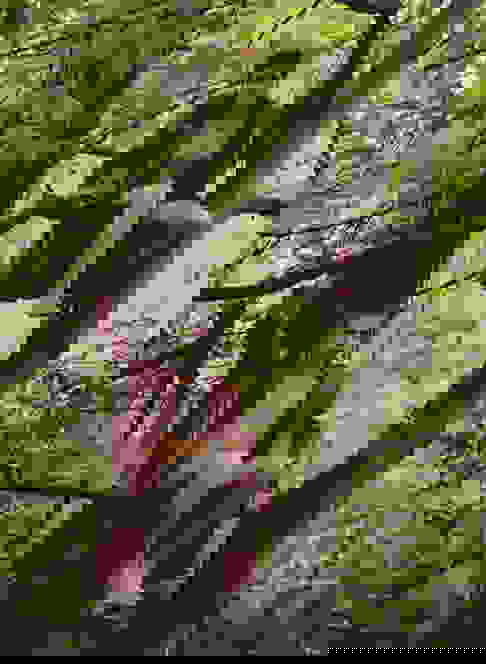 Wolfgang Tillmans - Lutz, Alex Sitting In The Trees Auction