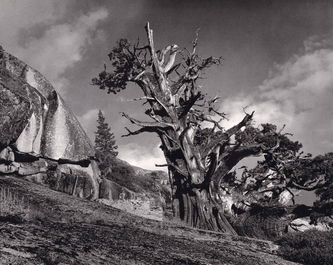 Ansel Adams - Juniper Tree, Yosemite C. 1940 Auction