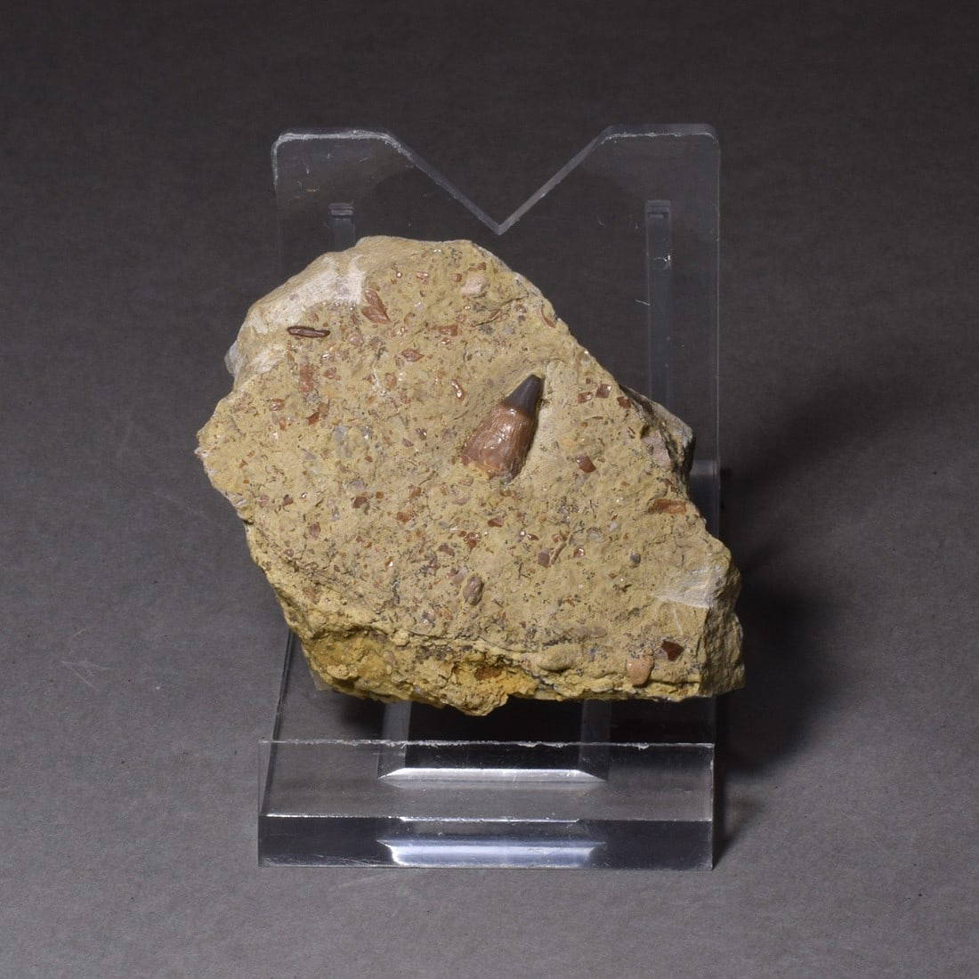 Fine Marine Reptile Tooth - Birgeria Mougeoti Auction