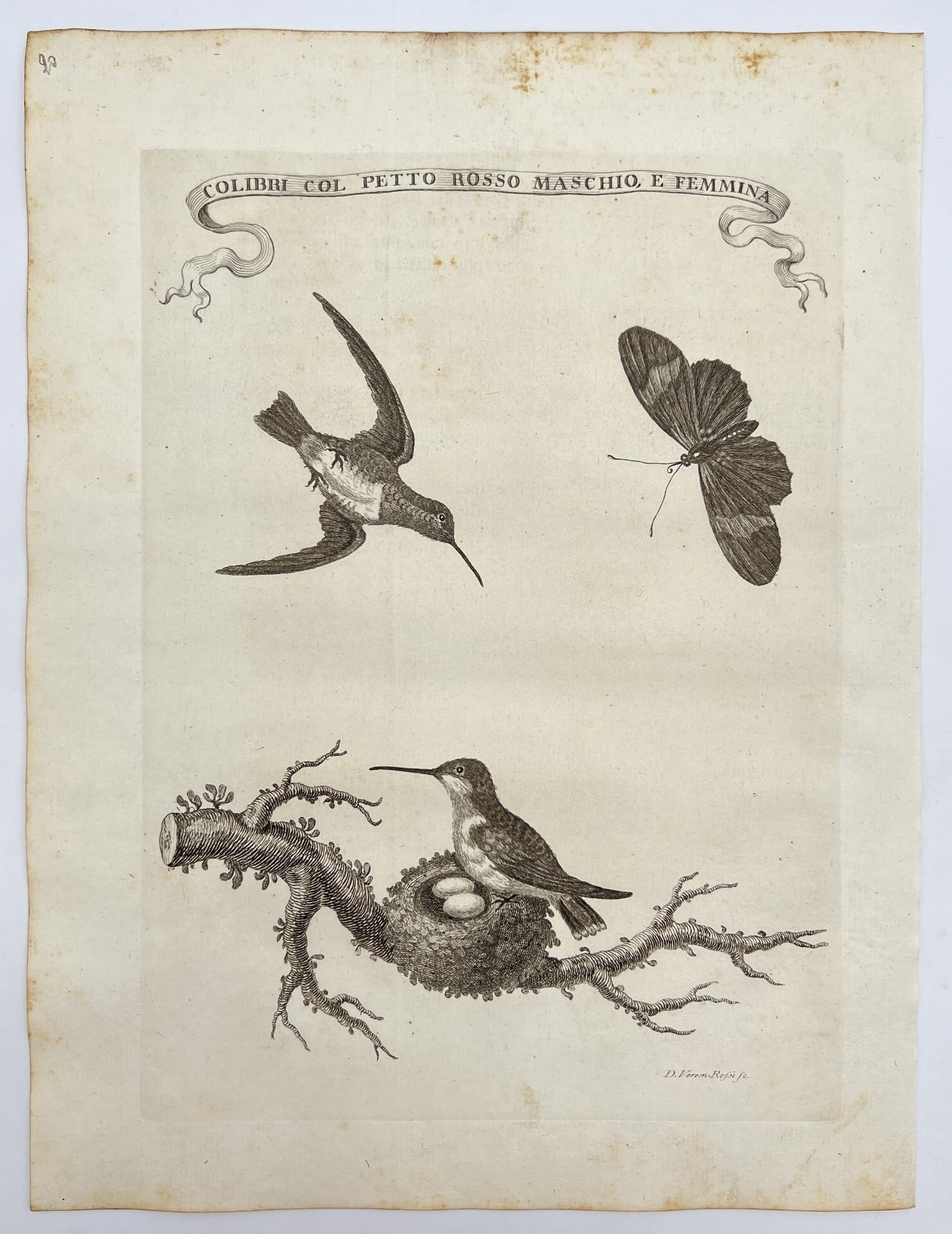 Old Engraving - Ruby-throated Hummingbirds - 18th Century - American ...