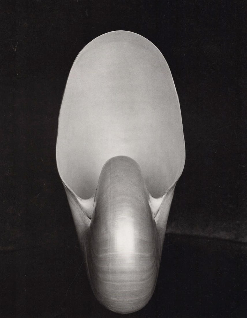 Edward Weston - Shell, 1927 Auction