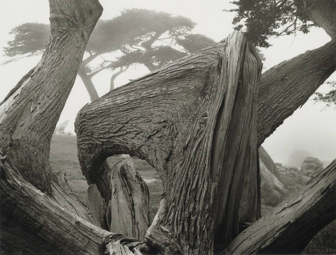 Ansel Adams - Cypress And Fog, Pebble Beach, 1967 Auction