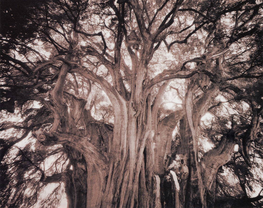 William Jaeger - Largest Tree In Western Hempisphere Auction