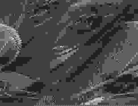 Man Ray - Double Exposure Auction