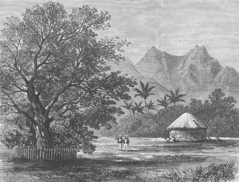 Polynesia. Tree Planted, Capt Cook, Venus Pt, Tahiti, Antique Print ...