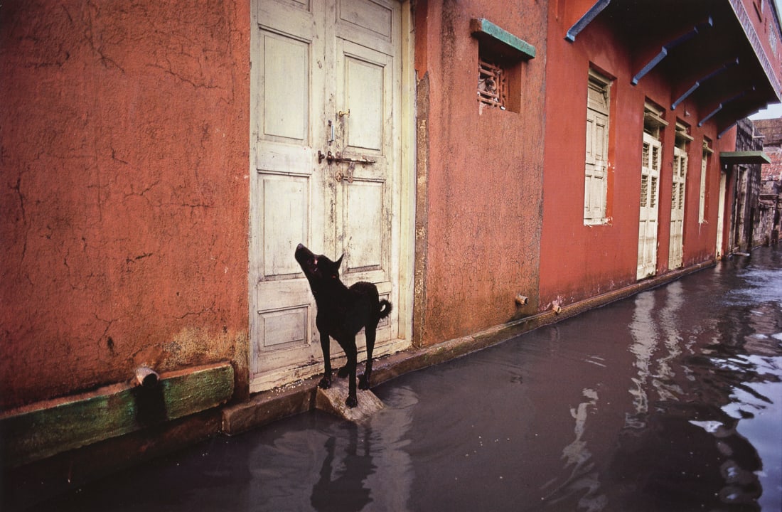 Steve Mccurry - Dog Caught In A Monsoon, India, 1983 Auction