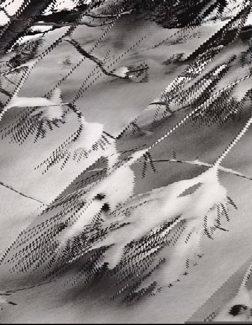 Ansel Adams - Pine Branch, Snow, Yosemite Auction