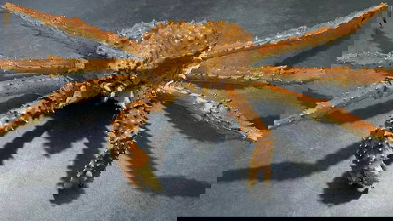 Organs Prices - 760 Auction Price Results