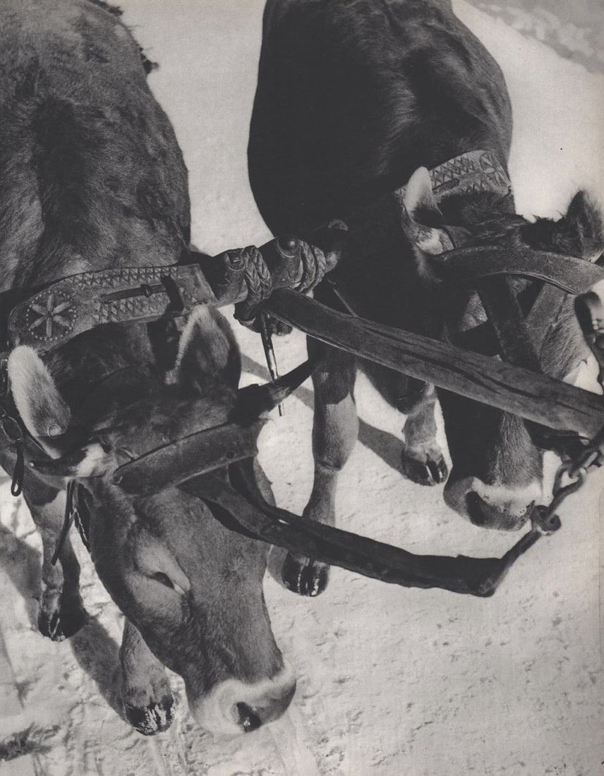 Theo Frey - Draught Oxen Auction