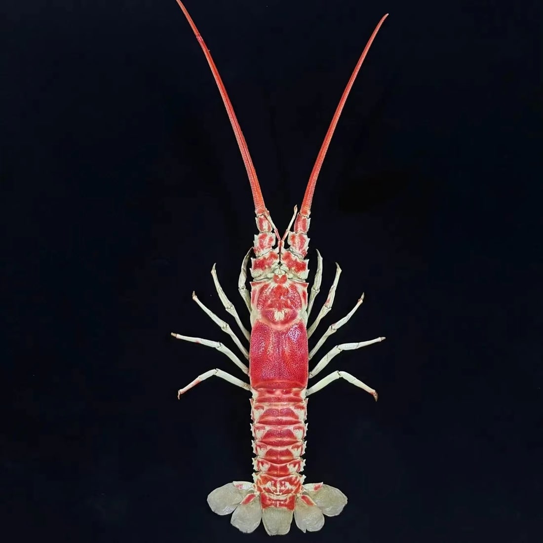 Repainted Large Size Deep Sea Spear Lobster Linuparus Trigonus Taxidermy