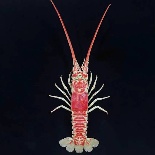 Repainted Large Size Deep Sea Spear Lobster Linuparus Trigonus Taxidermy