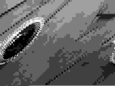 Natural Baltic Black Cherry Amber Adjustable Poison Ring Auction