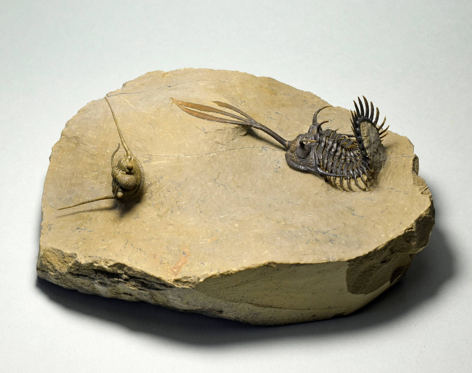 Collectible Rocks, Minerals & Fossils for Sale at Auction